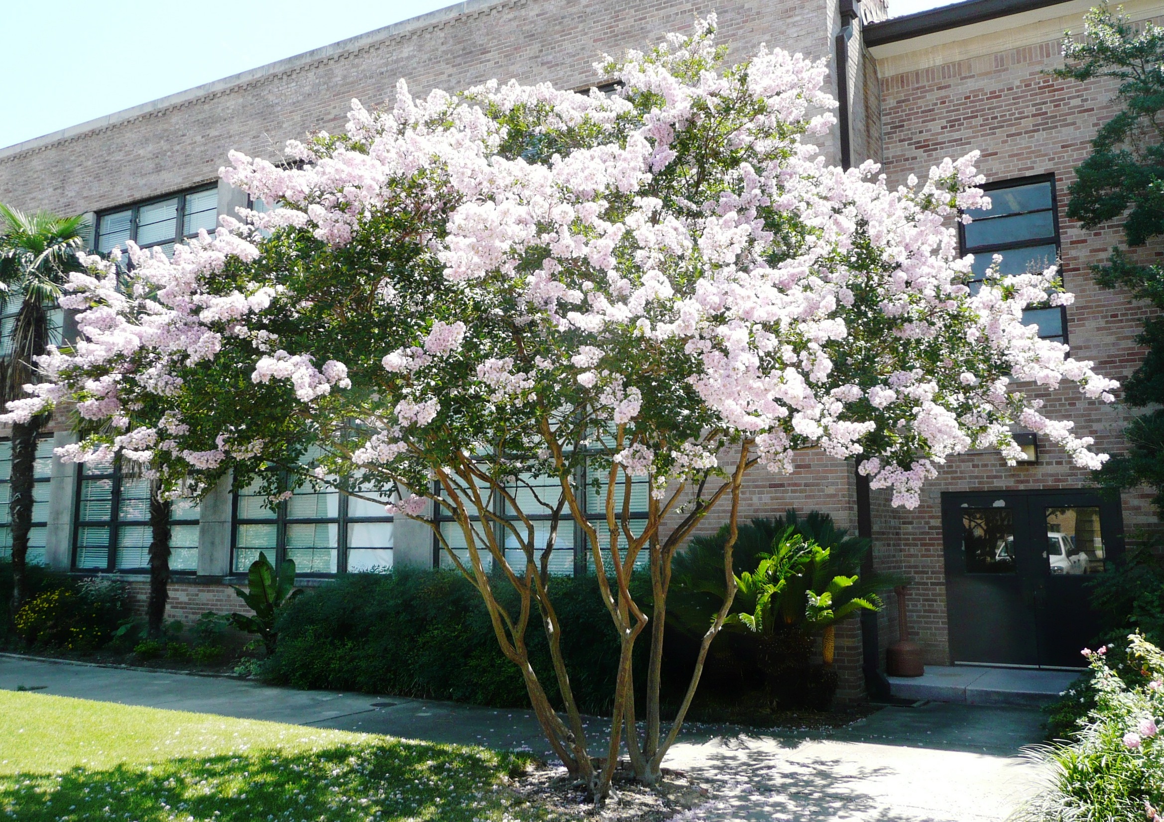 Prune Crape Myrtle Trees Properly LSU AgCenter Prune Crape Myrtle Trees Properly LSU AgCenter